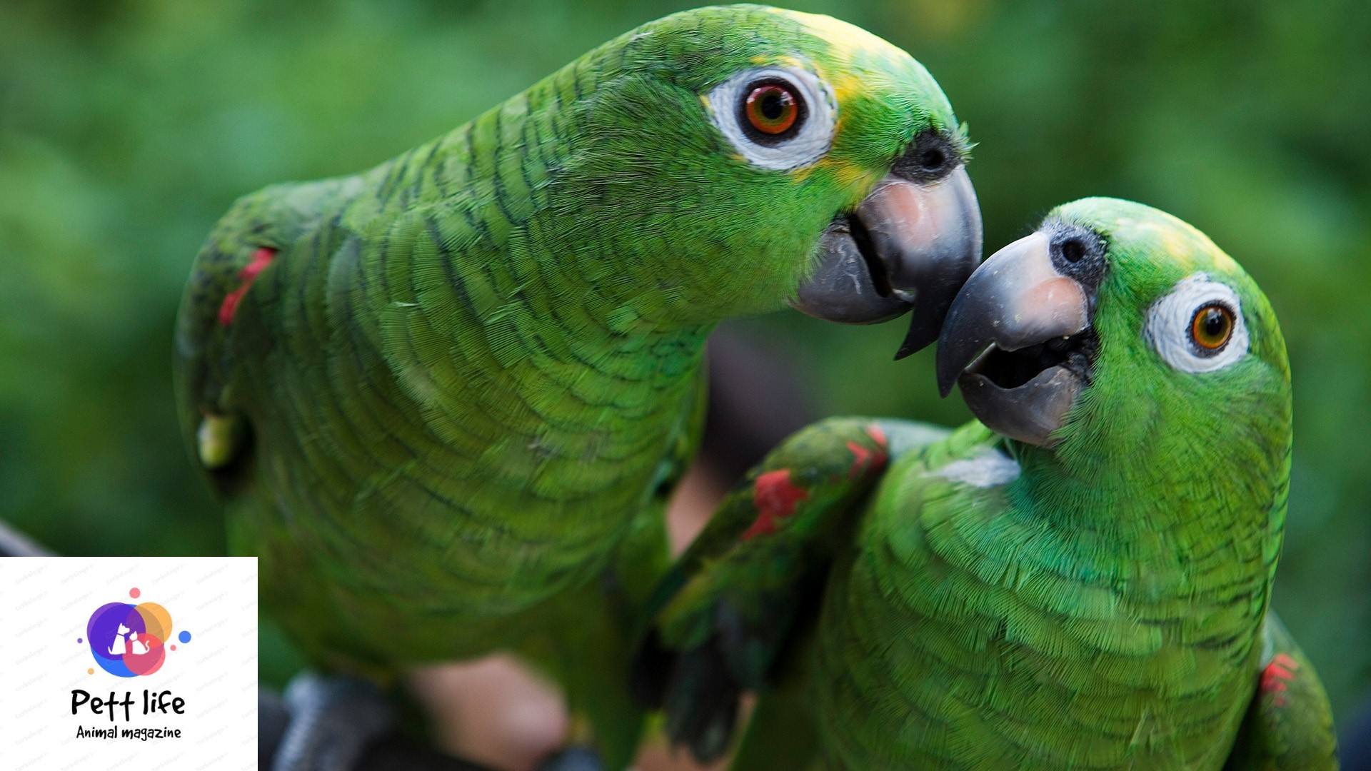 طوطی برزیلی ( اطلاعات کامل این طوطی زیبا ) - پت لایف